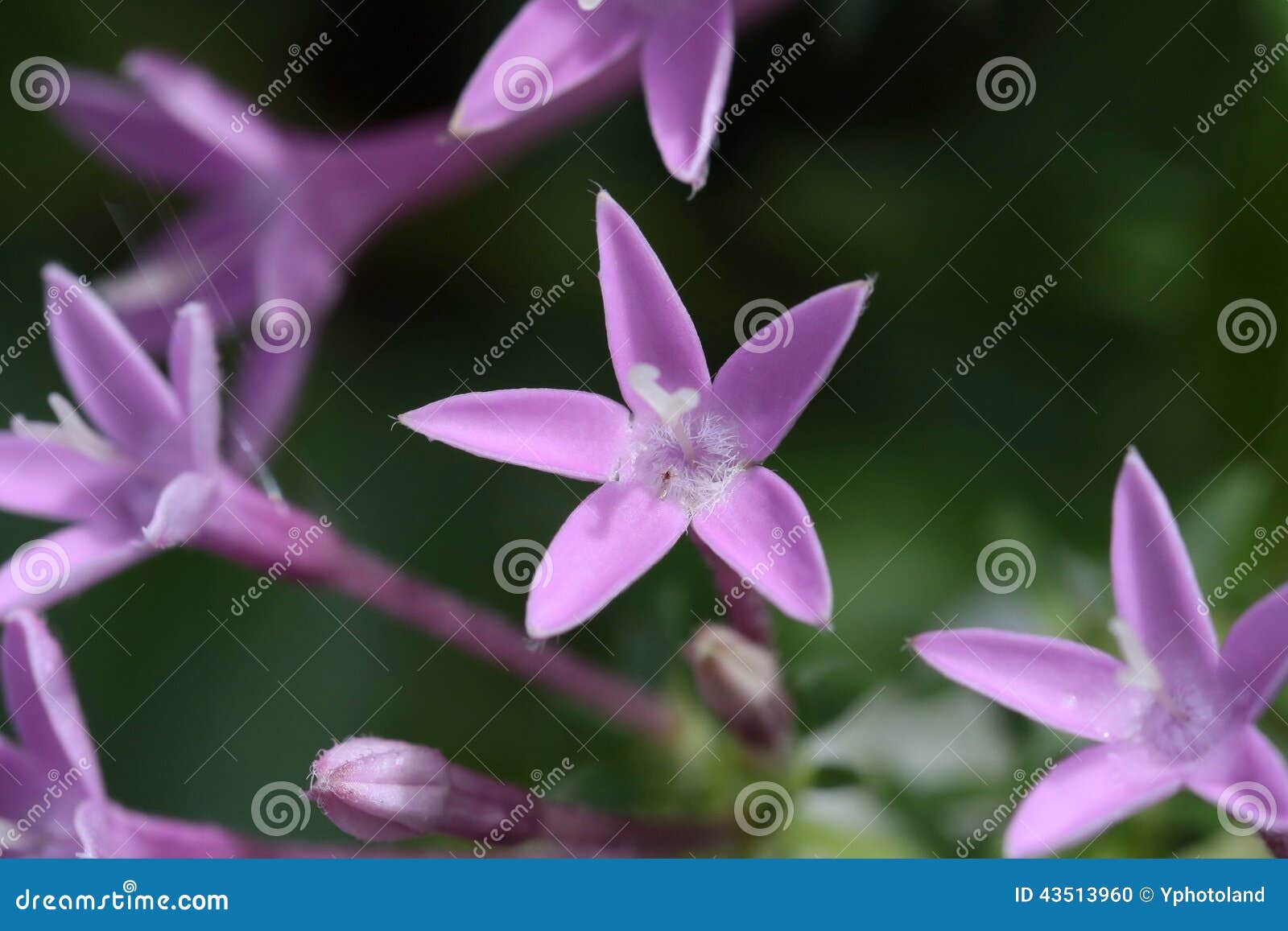 Starflower stock photo. Image of pink, nature, egyptian - 43513960