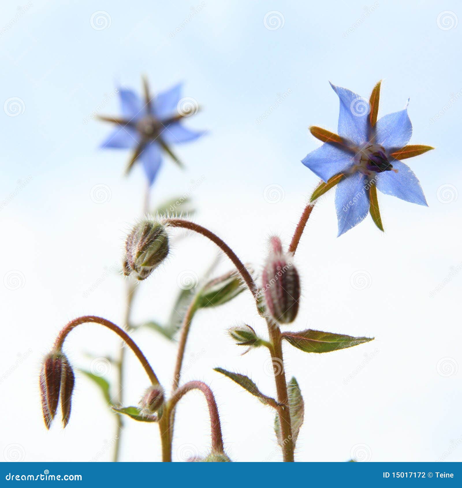 Starflowers stock photo. Image of weed, organic, starflower - 15017172