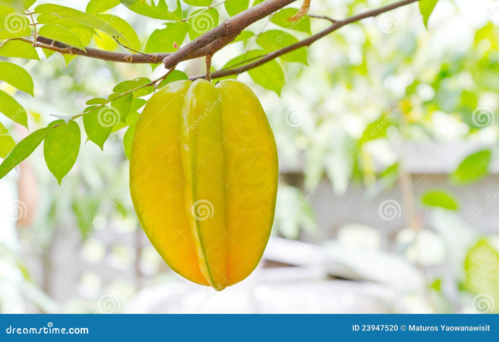 Starfruit Royalty-Free Stock Image | CartoonDealer.com #42987358