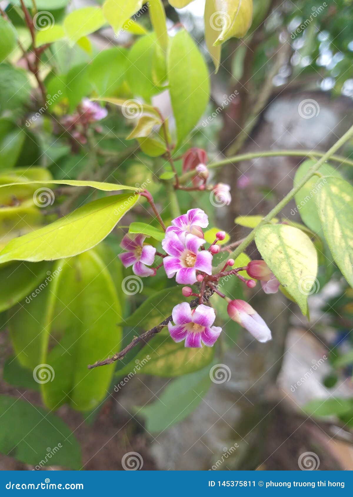 Starfruit Flower in Mekong Delta Stock Image - Image of star, delta ...