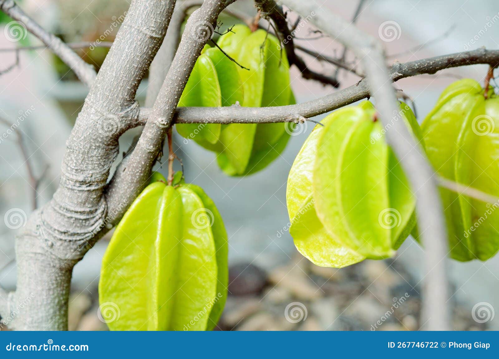 Starfruit stock photo. Image of white, fruit, green - 267746722