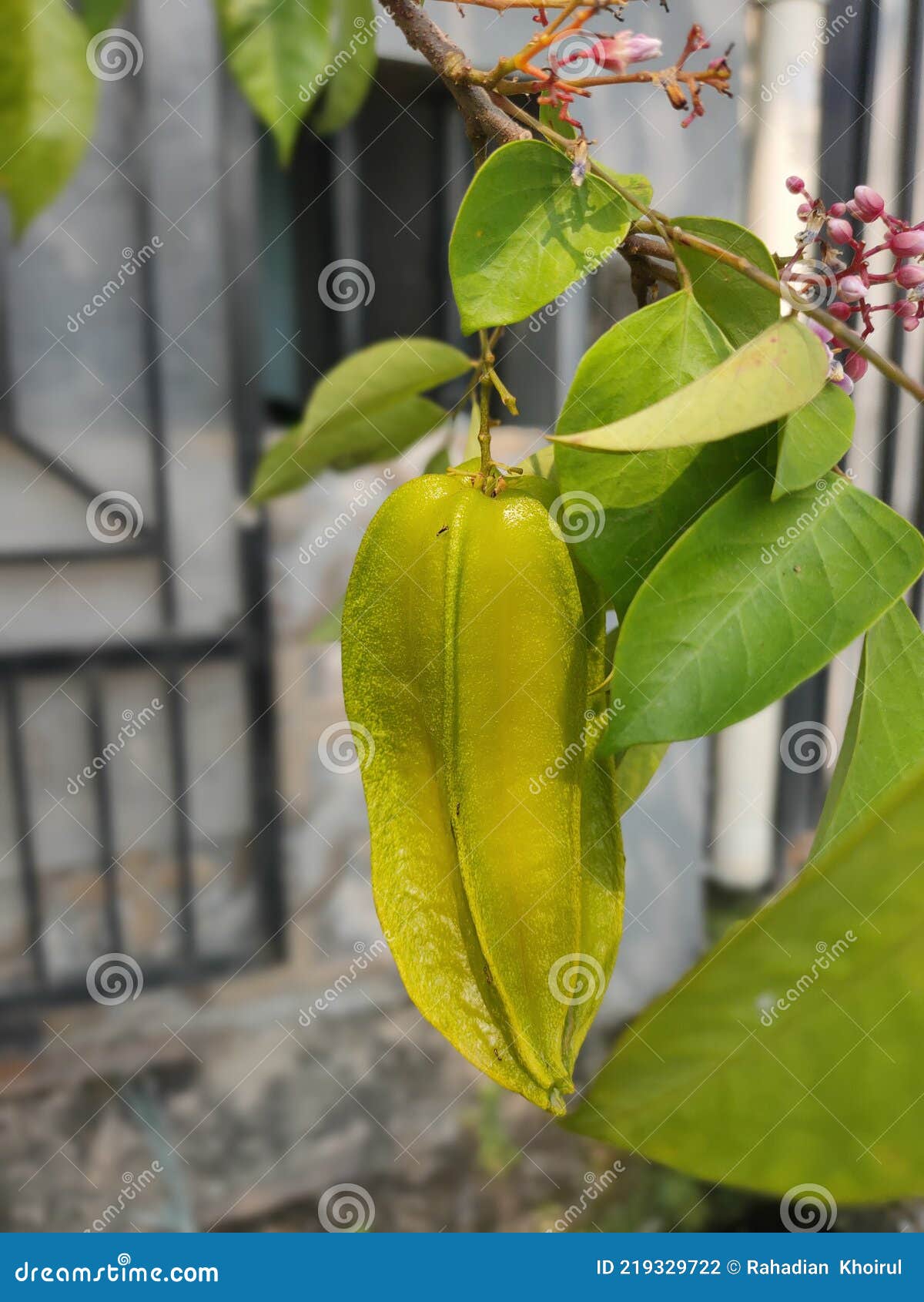 Starfruit in garden stock photo. Image of freshfruit - 219329722