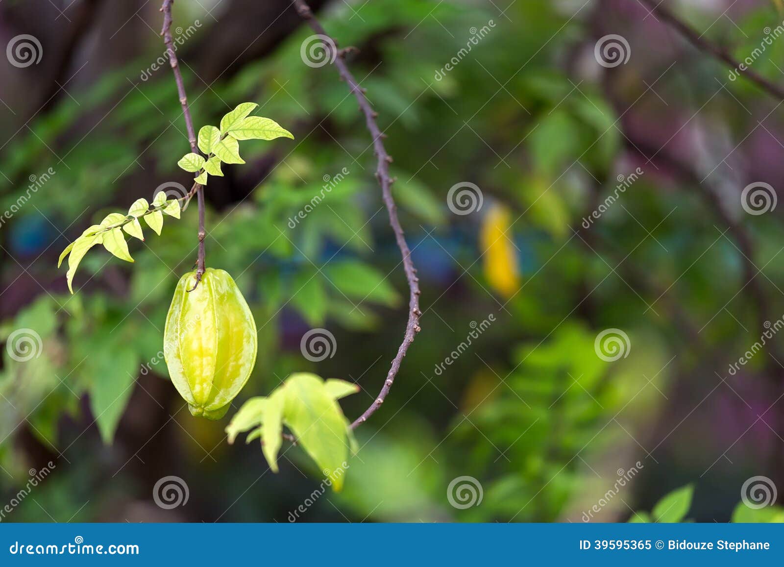 146 Starfruit Growing Tree Stock Photos - Free & Royalty-Free Stock ...