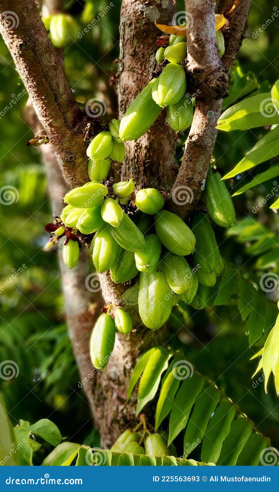 Starfruit Kris Fresh Green Still on the Tree Stock Image - Image of ...