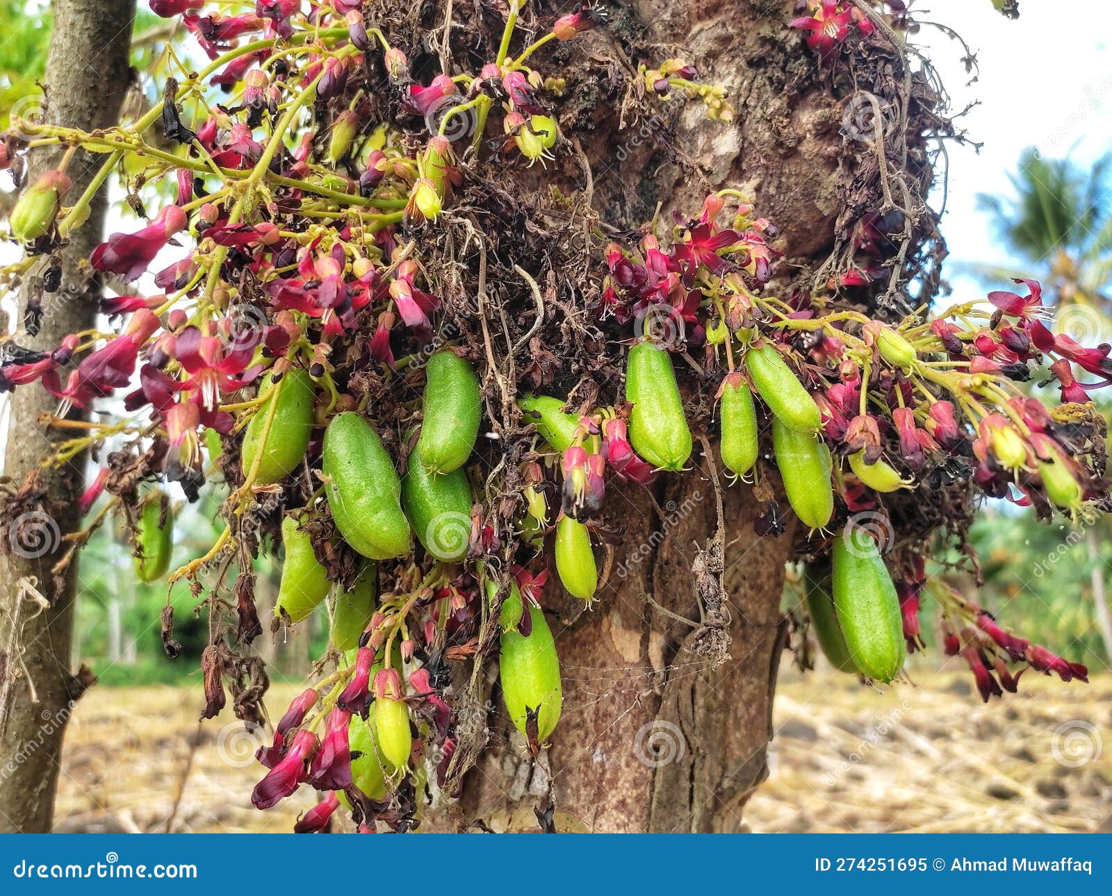 The Starfruit Looks Fresh on the Tree Stock Image - Image of tropical ...