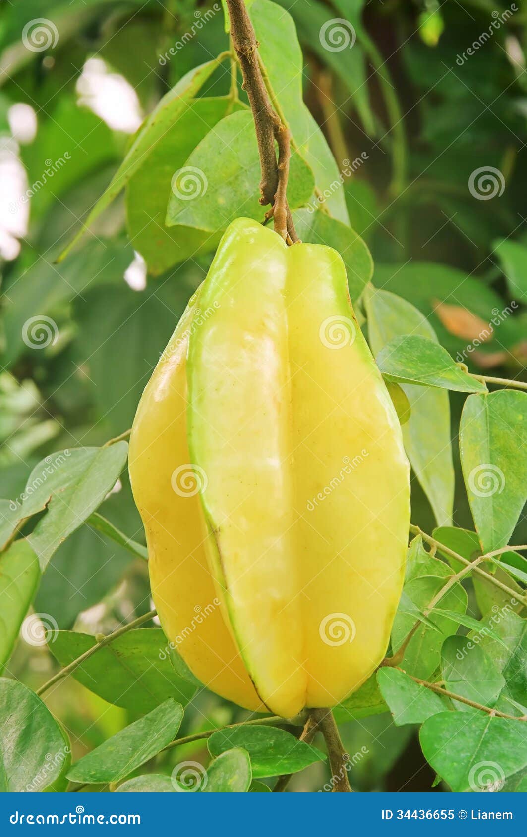 Starfruit plant stock image. Image of green, tropical - 34436655