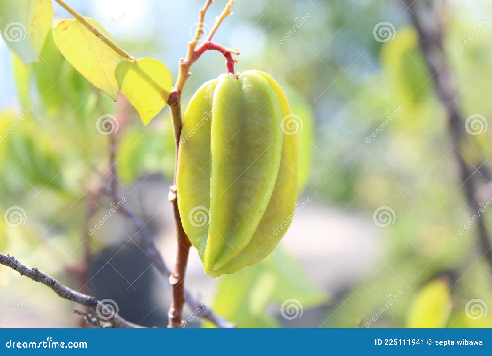 Starfruit at Rooftop stock image. Image of leaf, produce - 225111941