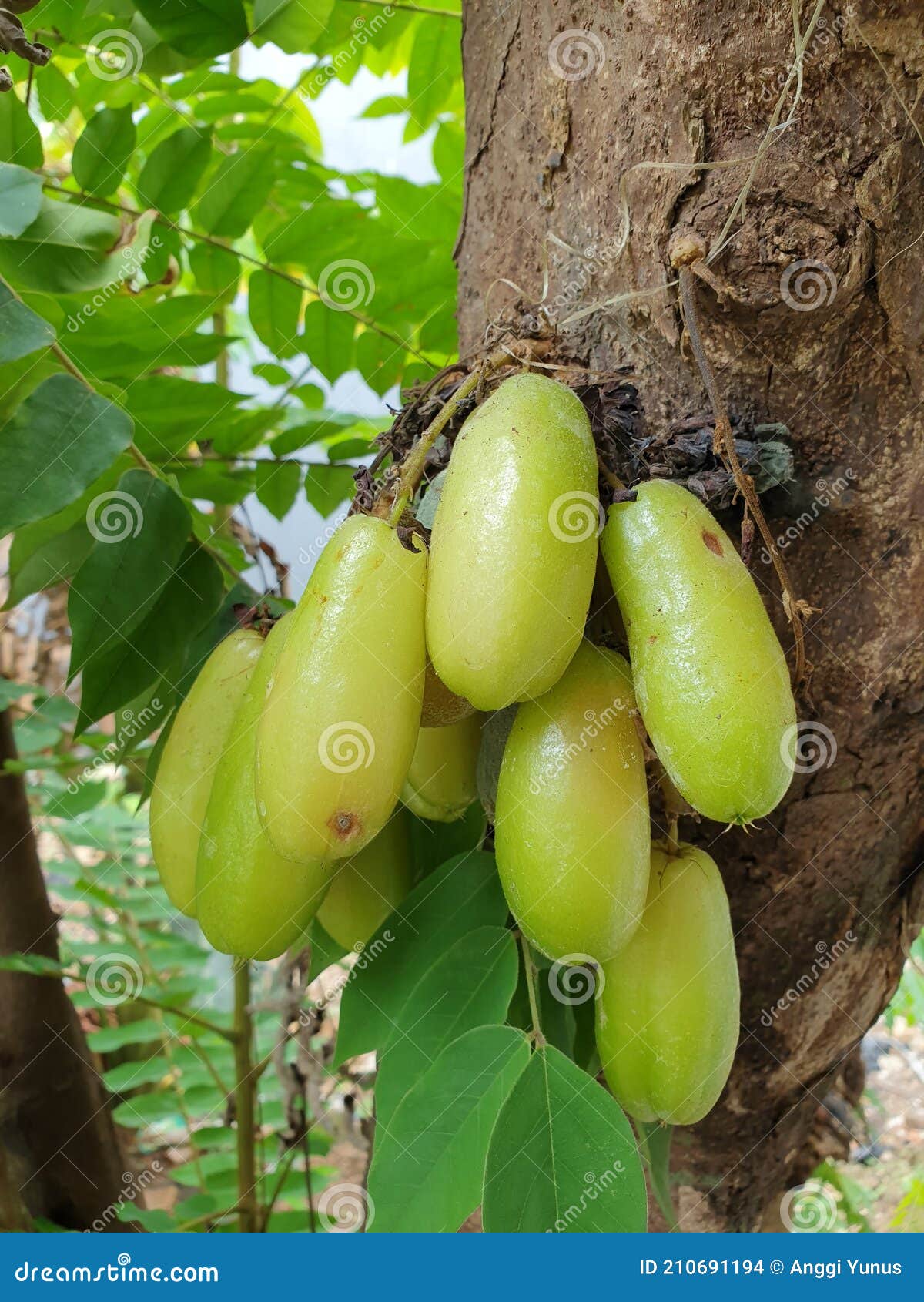 Starfruit sour fruit tree stock photo. Image of sour - 210691194