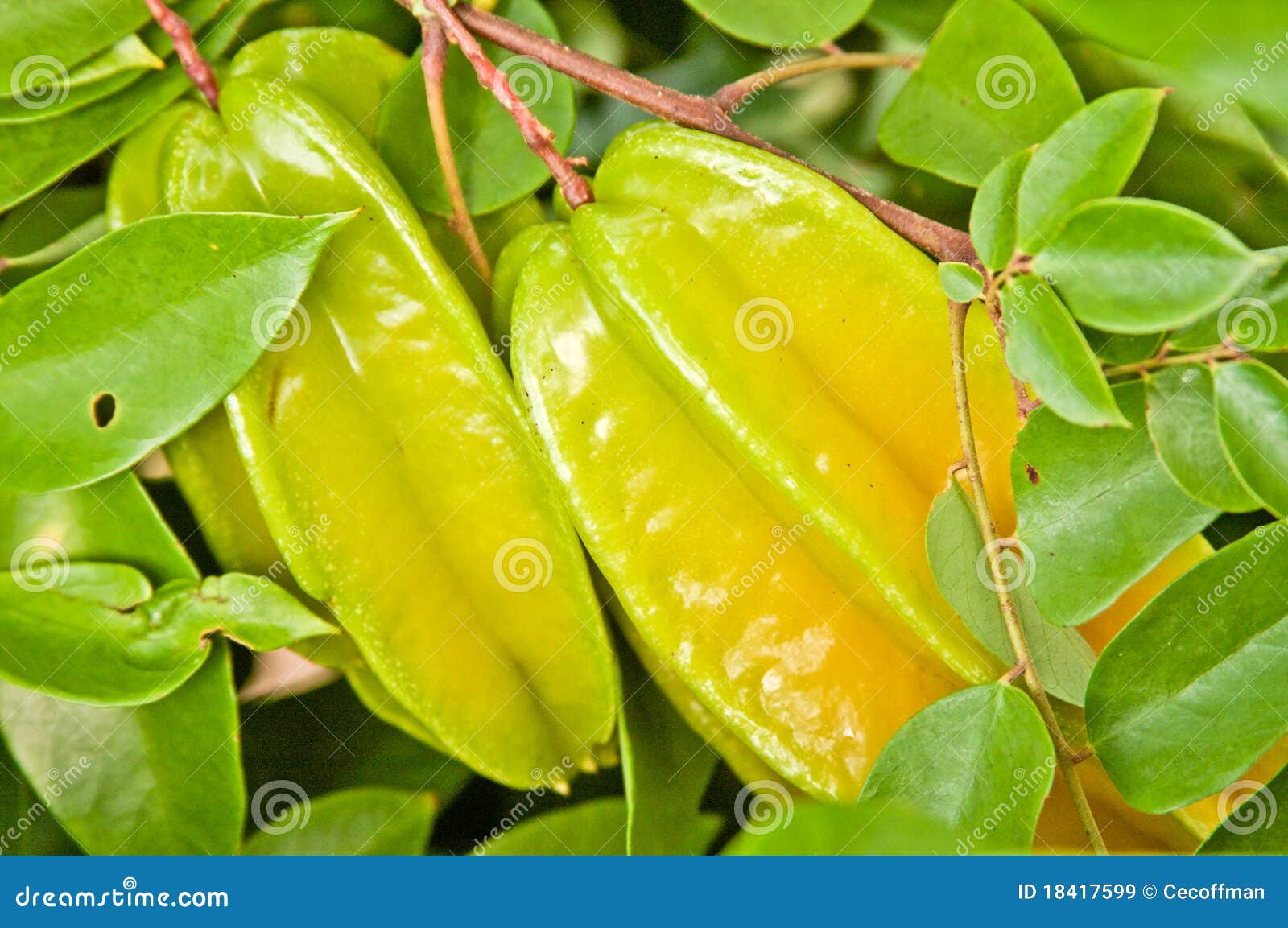 Starfruit on Tree stock image. Image of green, branches - 18417599