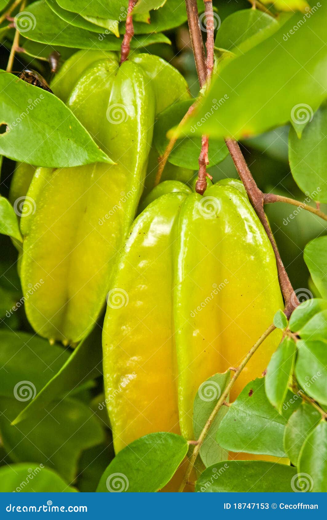 Starfruit on Tree stock image. Image of starfruit, delicious - 18747153