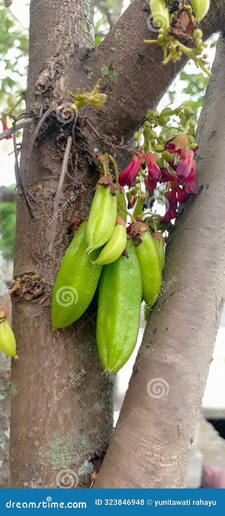 A Starfruit Tree that is Already Bearing Fruit Stock Photo - Image of ...