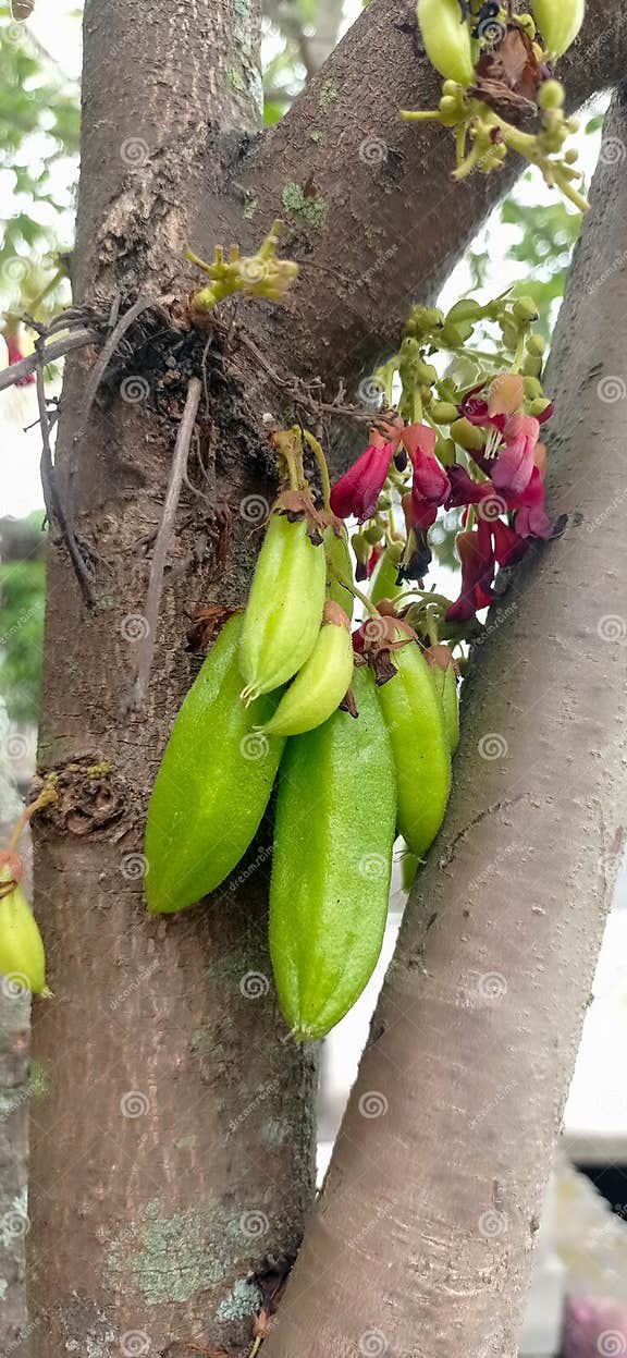 A Starfruit Tree that is Already Bearing Fruit Stock Photo - Image of ...