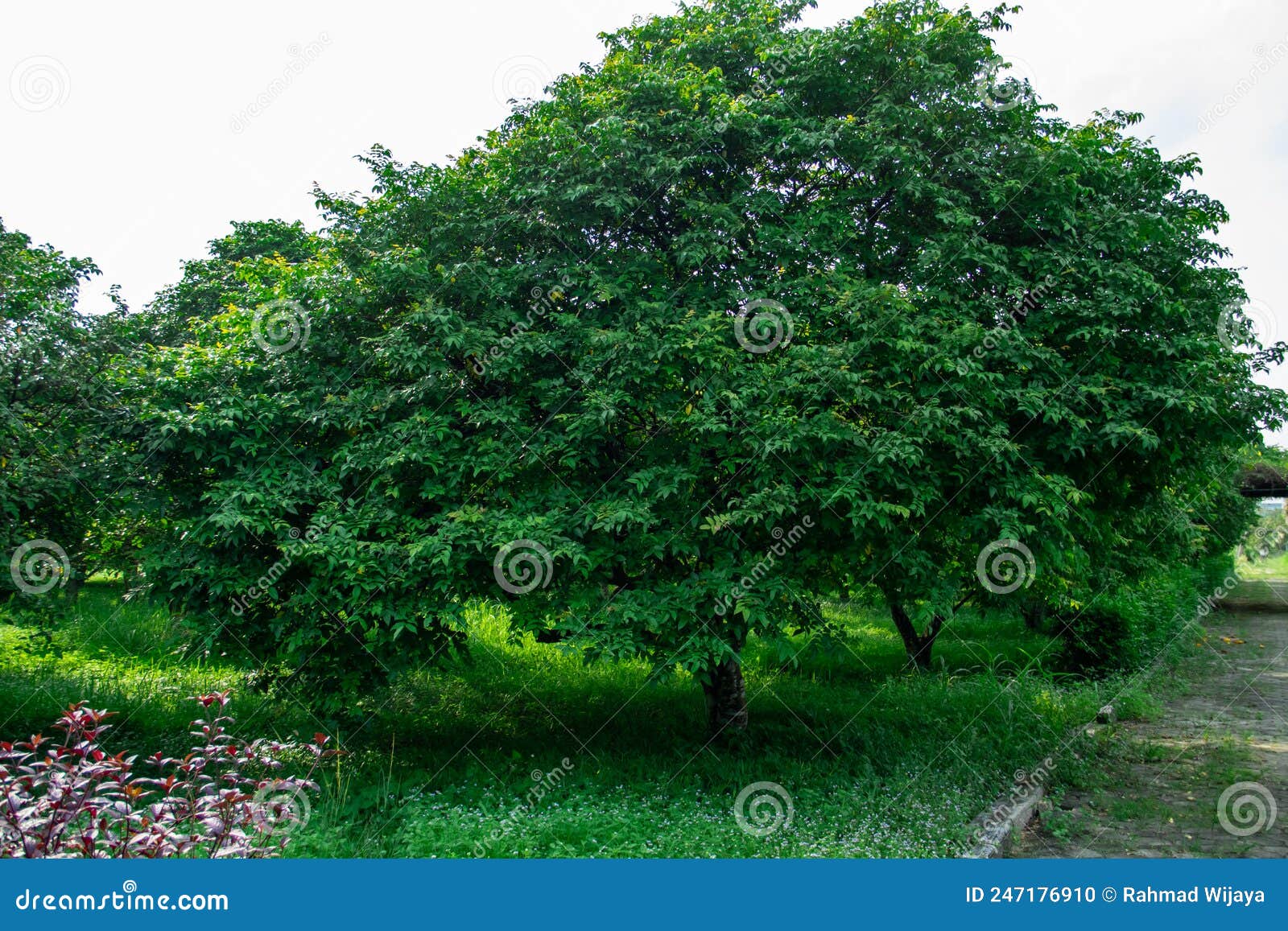 Starfruit Tree Background in the Garden Stock Photo - Image of food ...