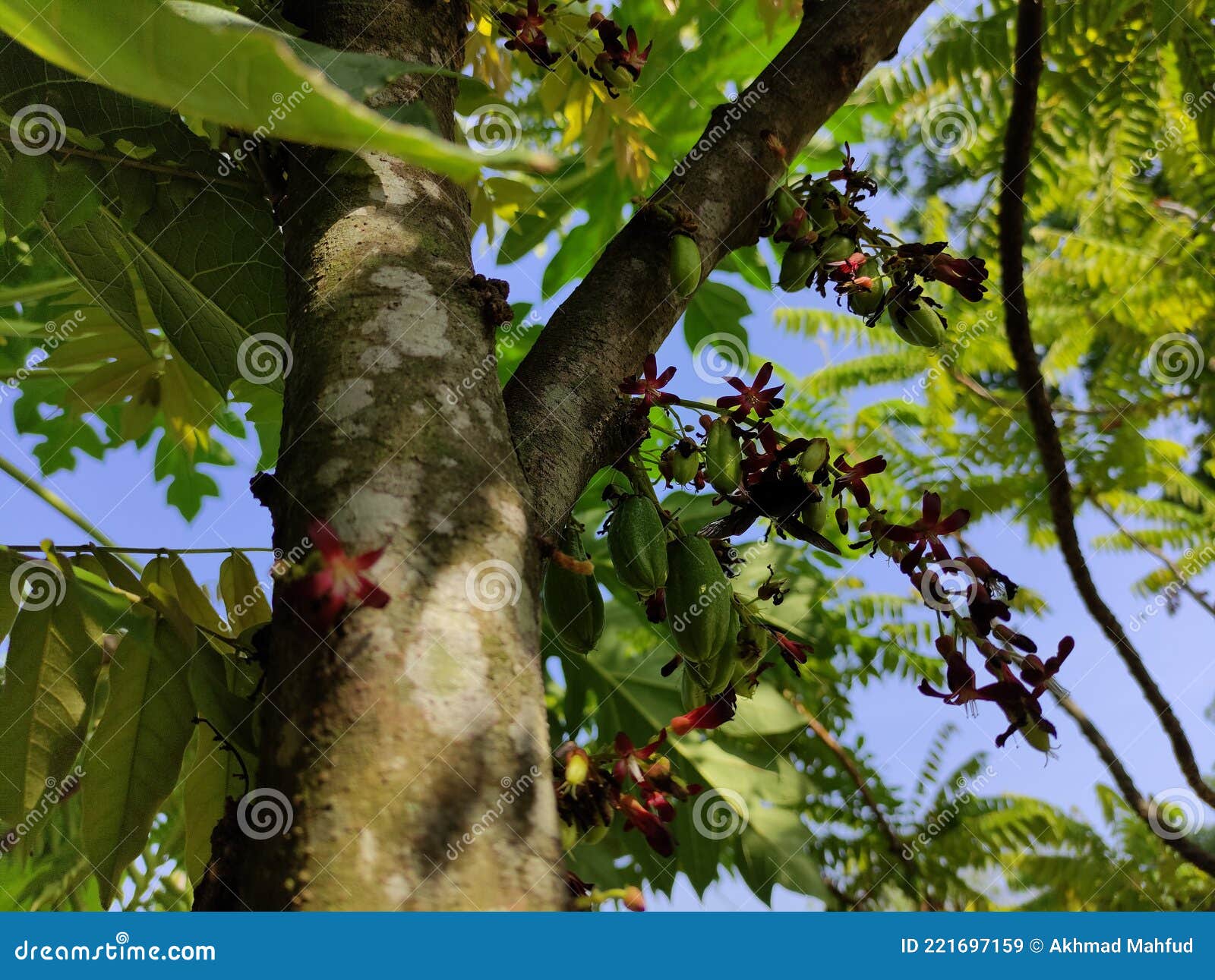 Starfruit Tree Flowers Which Later Will Become A Sweet And Delicious ...
