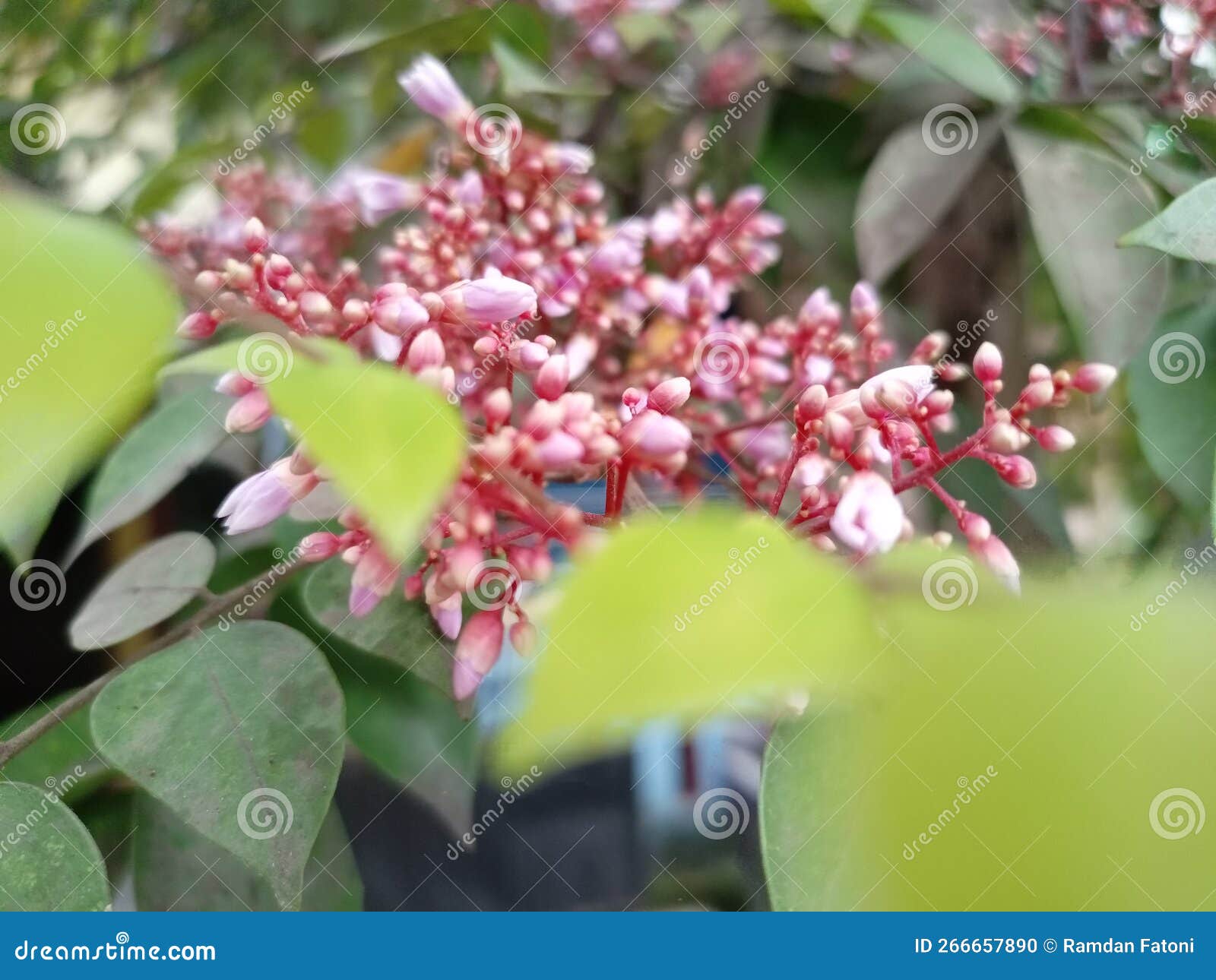 Starfruit tree flower stock photo. Image of fruit, branch - 266657890
