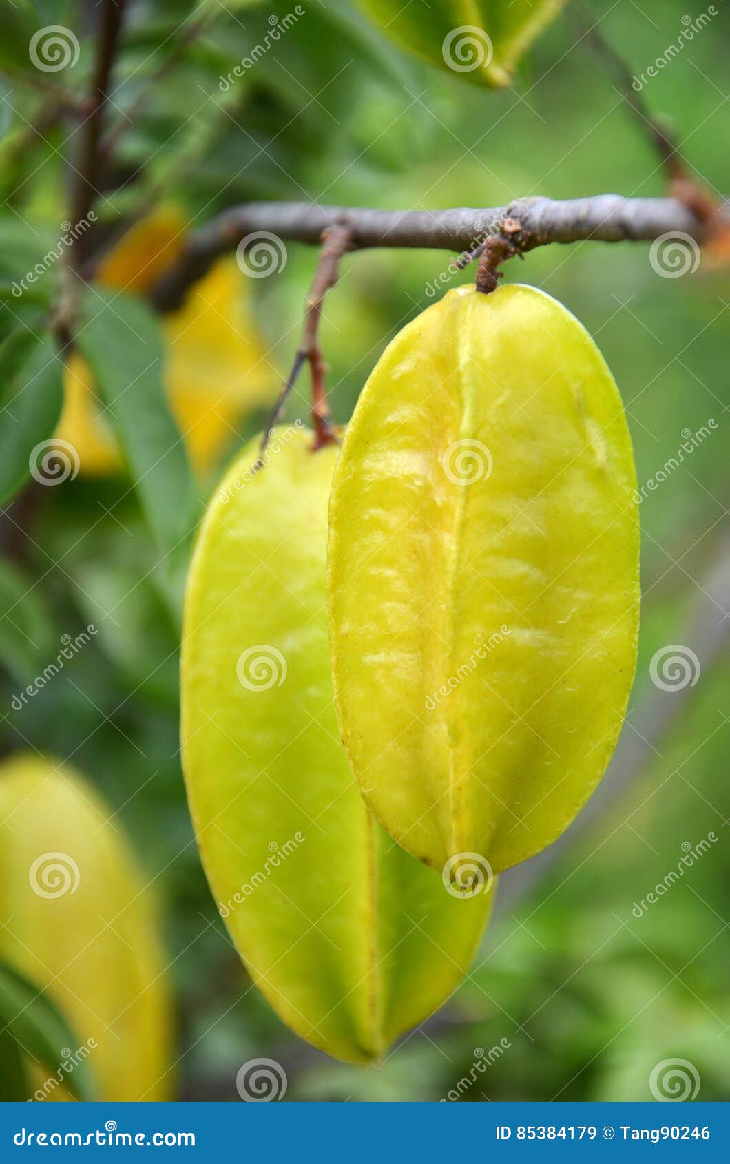 Starfruit Tree Flowers Which Later Will Become A Sweet And Delicious ...