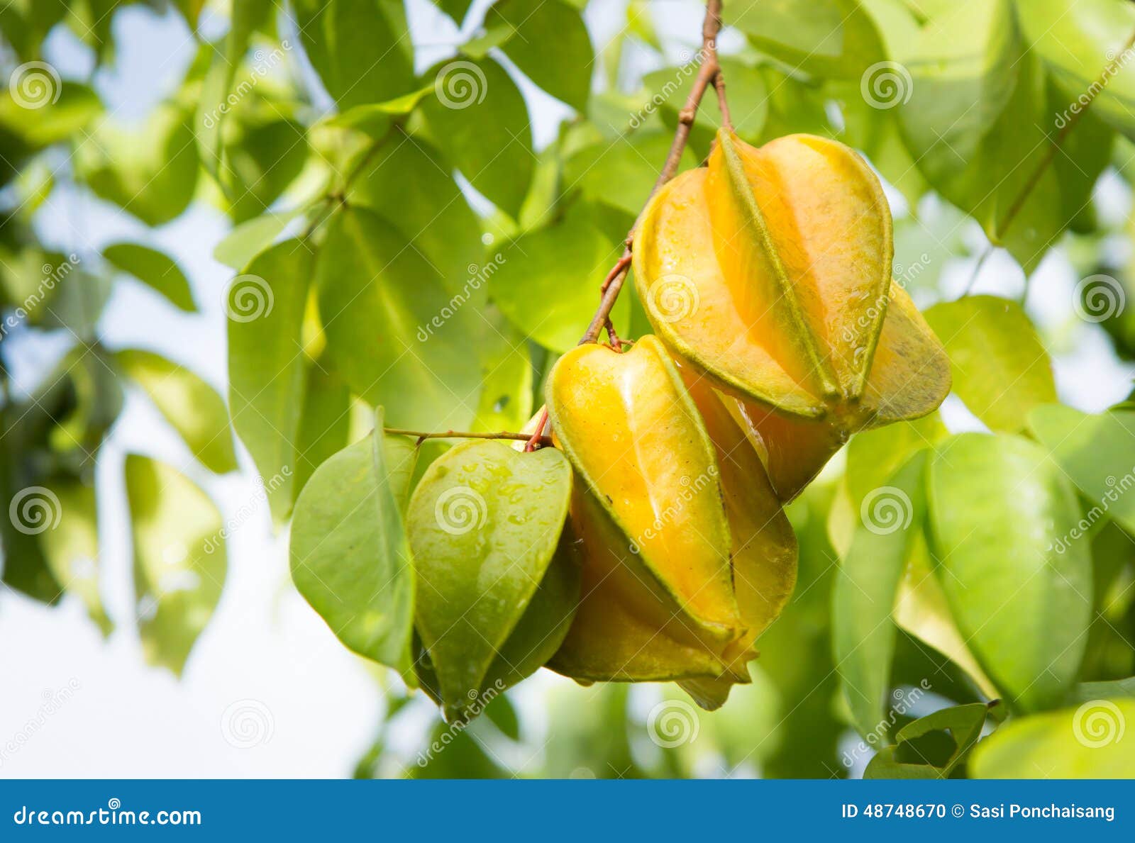 Starfruit on tree stock photo. Image of yellow, vegetarian - 48748670
