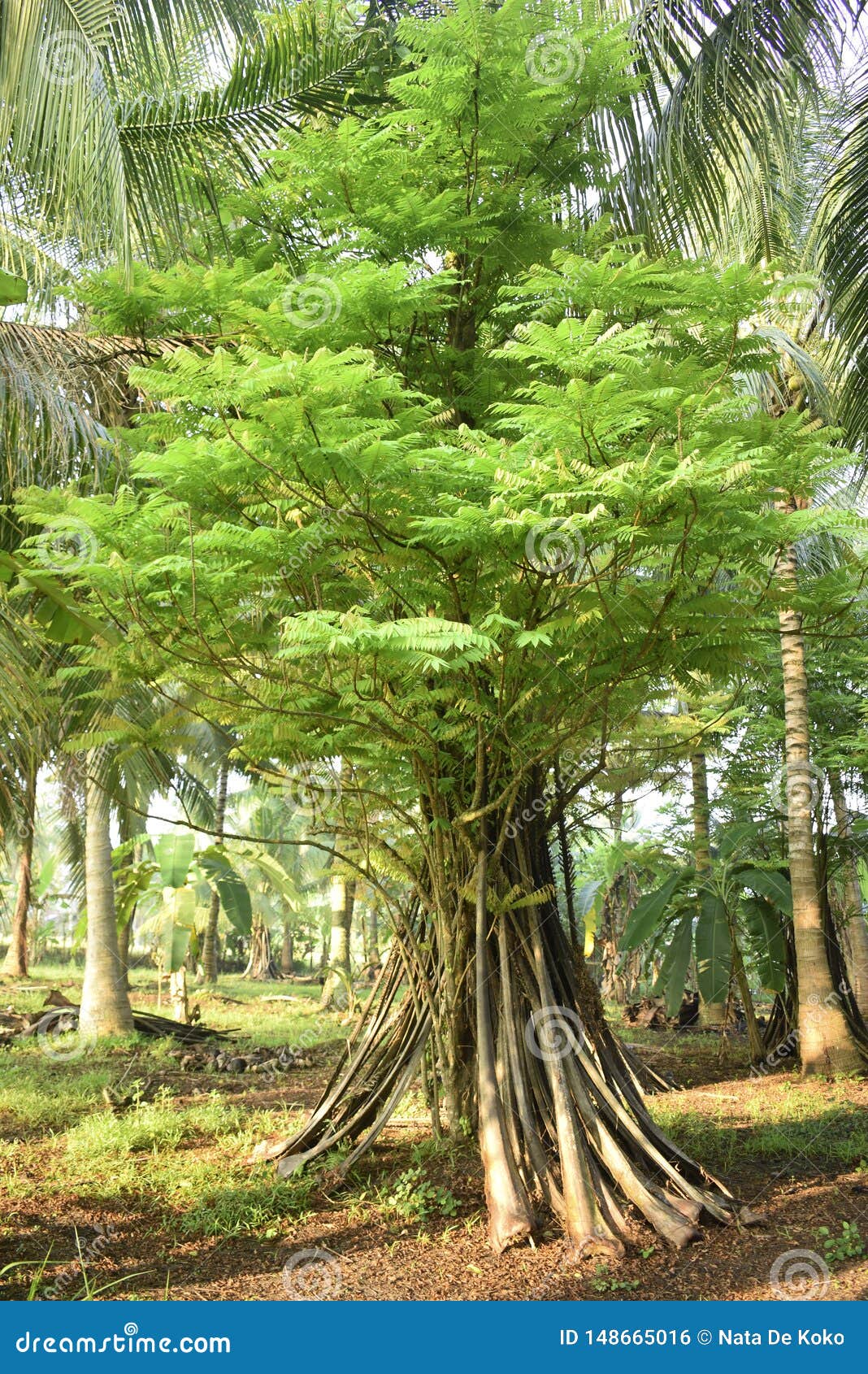 Starfruit Tree stock photo. Image of garden, starfruit - 148665016