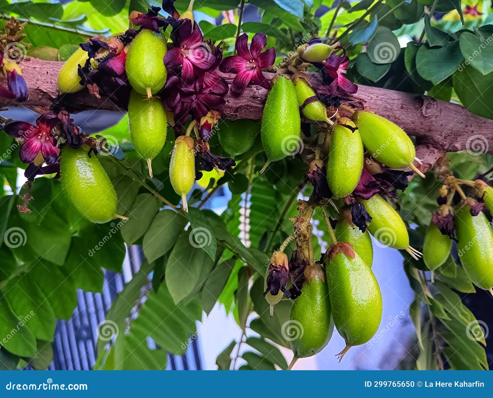 Starfruit Tree with Leaves and Flowers Stock Photo - Image of fresh ...