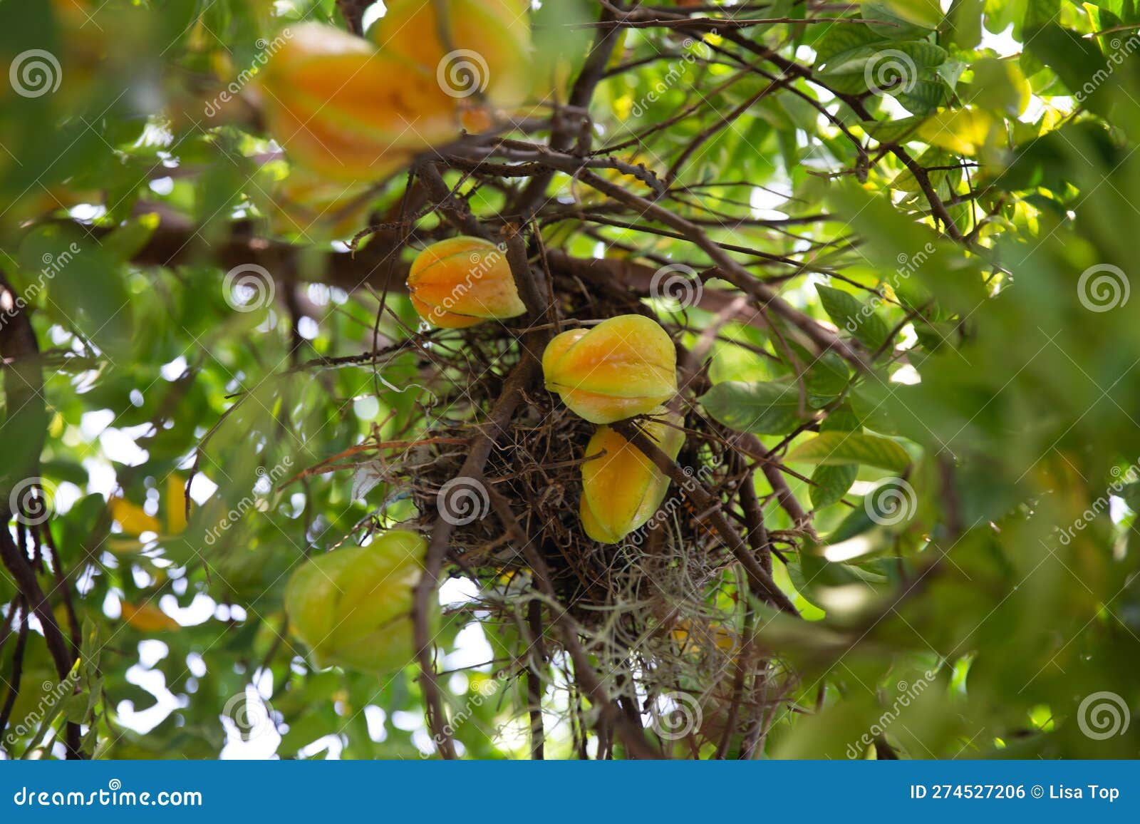 Starfruit Tree with a nest stock photo. Image of leaves - 274527206