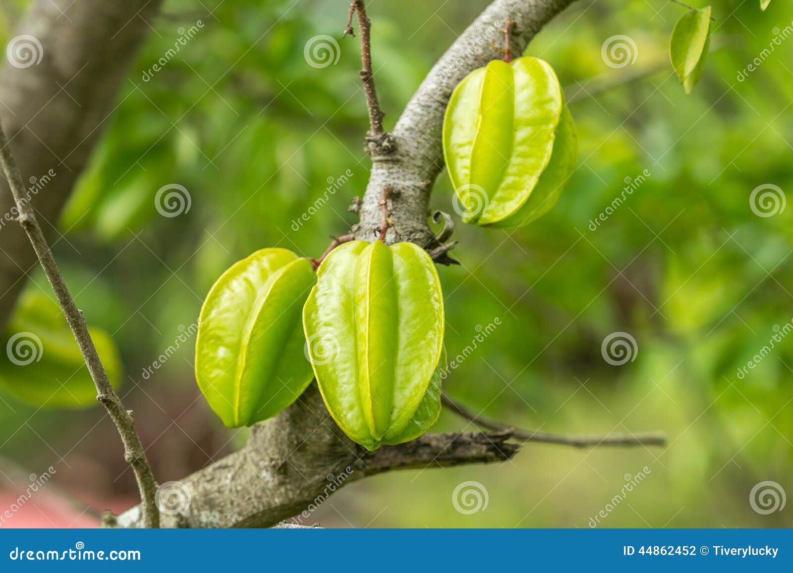 Starfruit stock photo. Image of star, tropical, food - 44862452