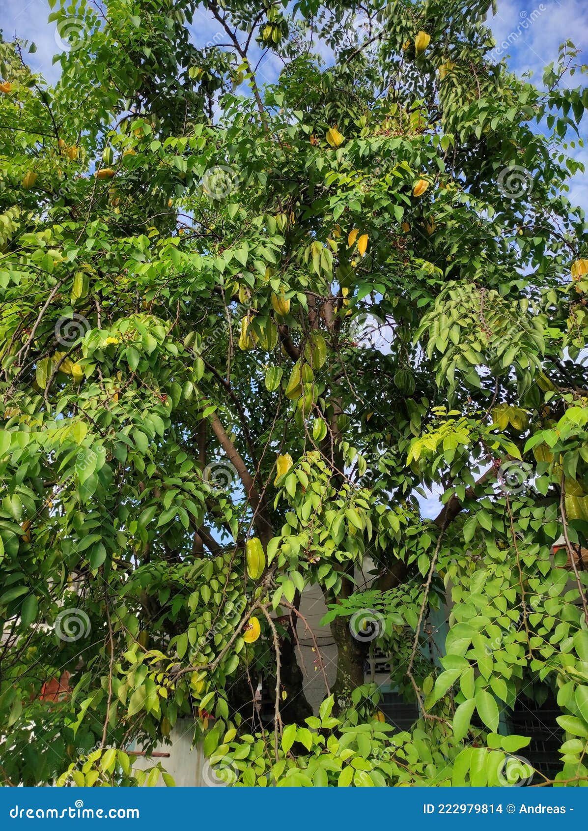 Starfruit Tree Flowers Which Later Will Become A Sweet And Delicious ...