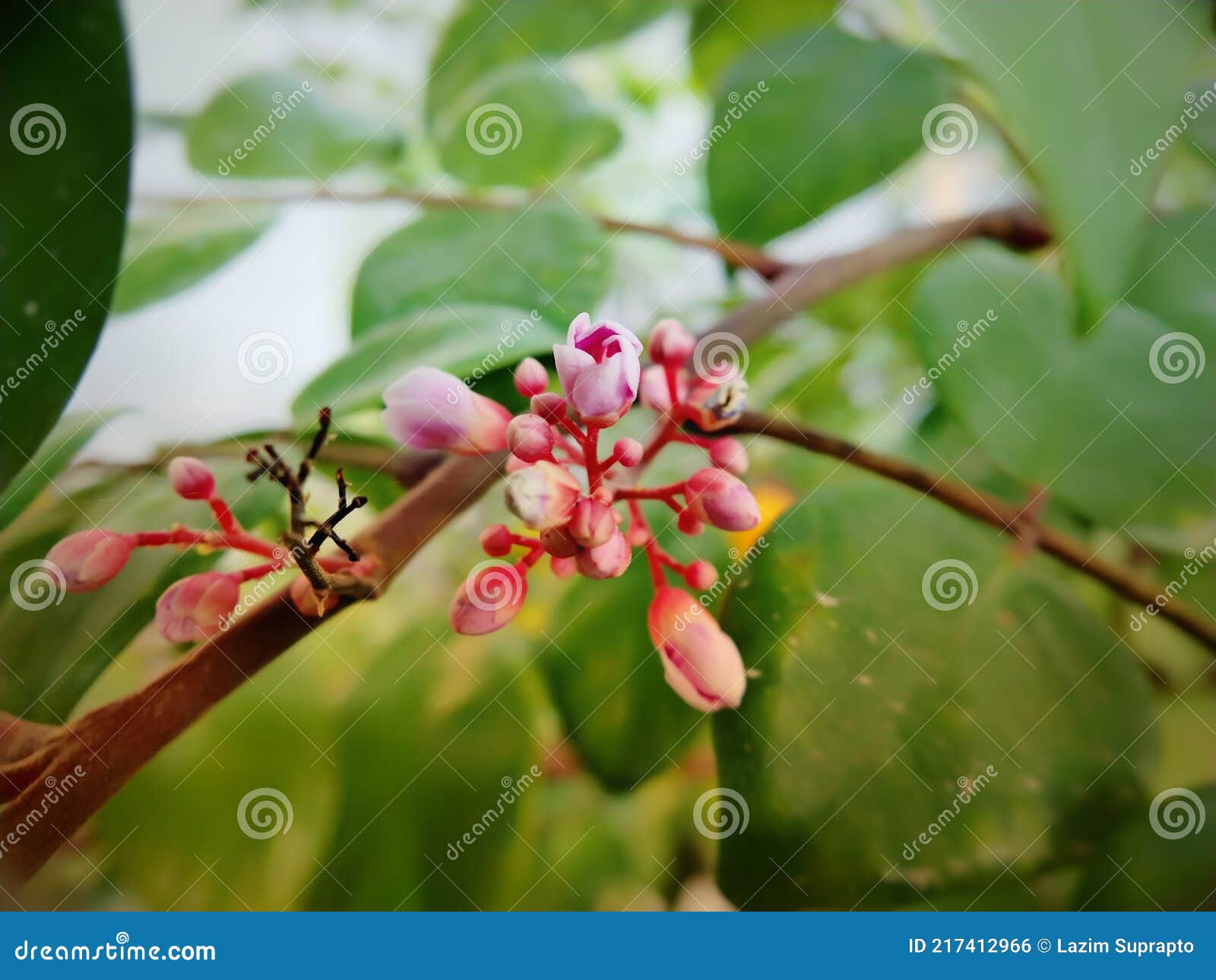 Starfuit flowers stock photo. Image of nature, starfruit - 217412966