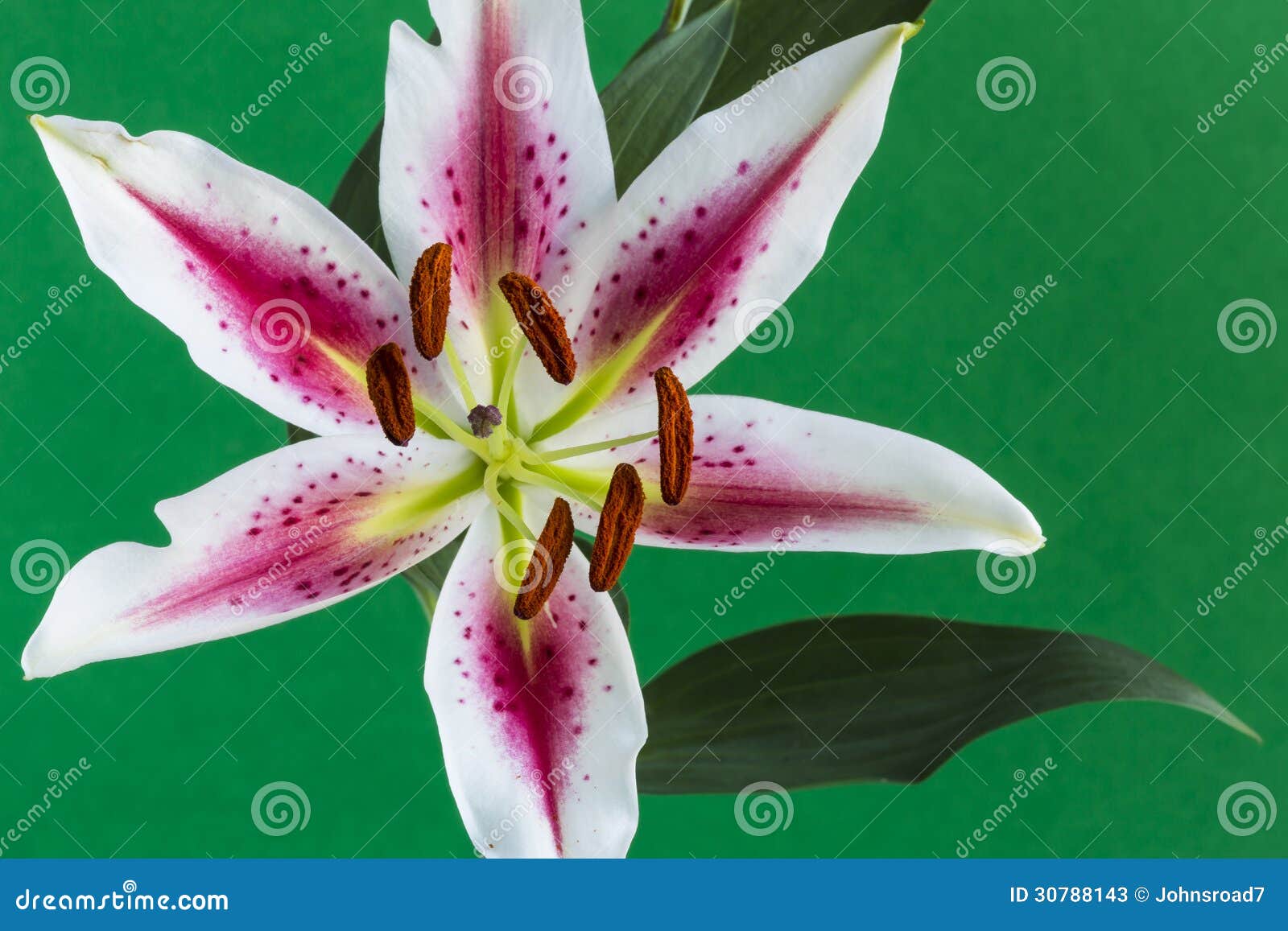Stargazer Lily Flower stock image. Image of beautiful - 30788143