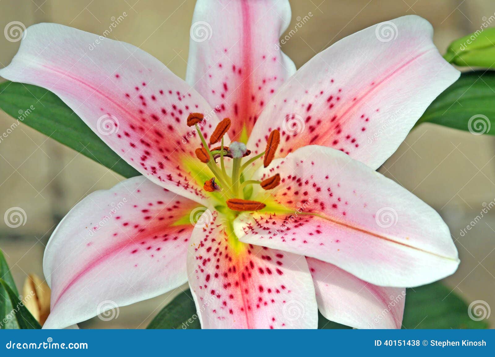 Stargazer lily stock photo. Image of stem, flora, leaves - 40151438