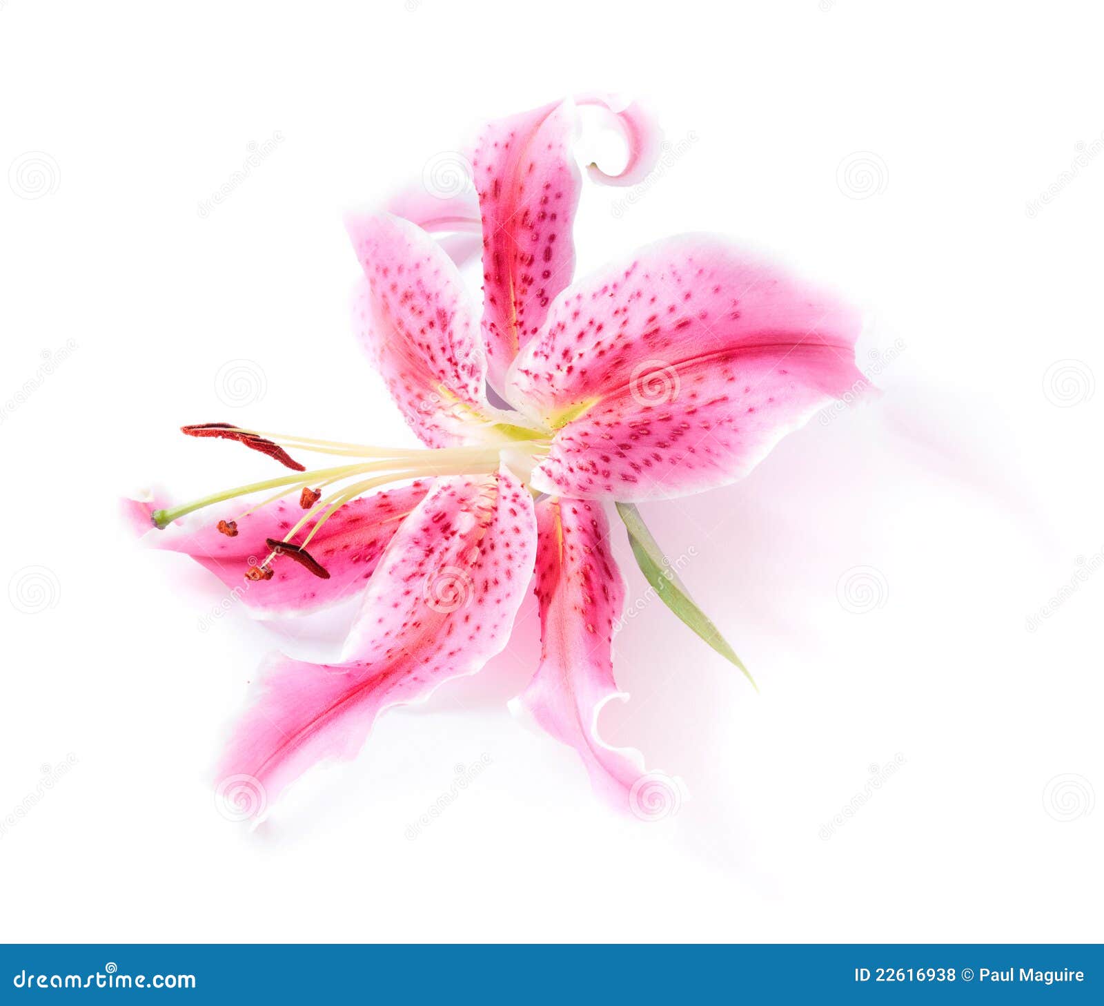 Stargazer lily isolated stock photo. Image of designs - 22616938