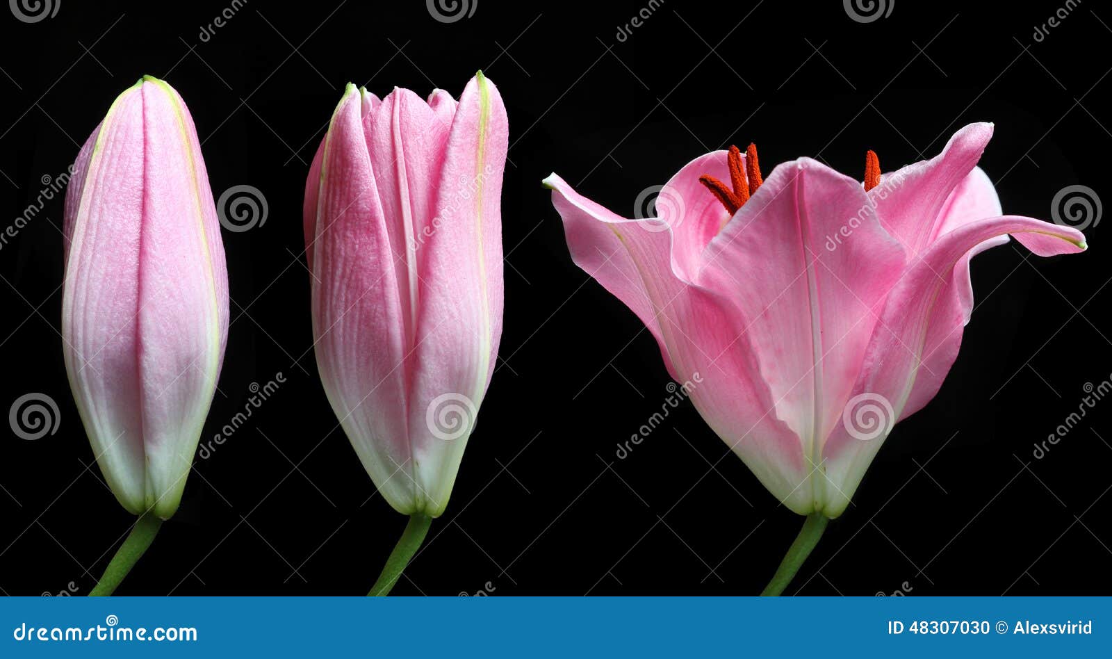 Stargazer Lily time lapse stock photo. Image of blooming - 48307030