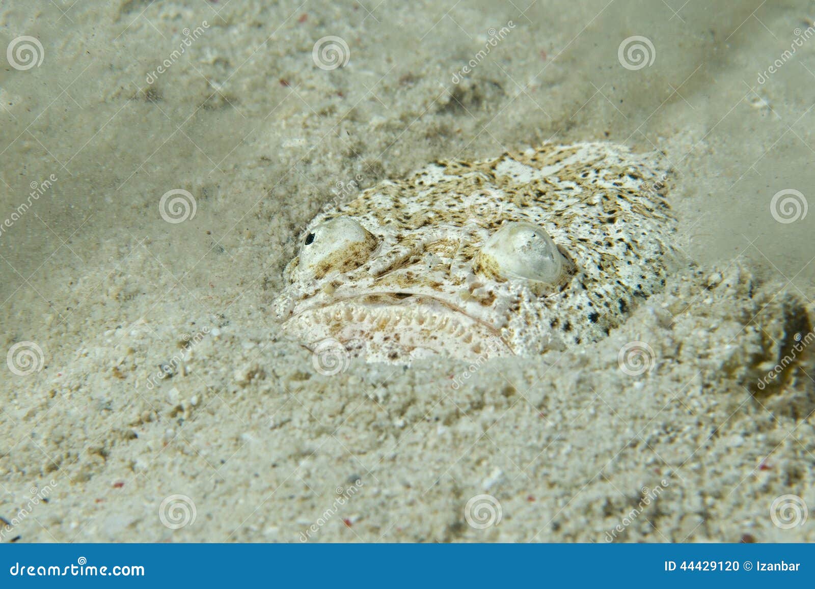 Stargazer Priest Fish while Hiding in Sand in Philippines Stock Photo ...