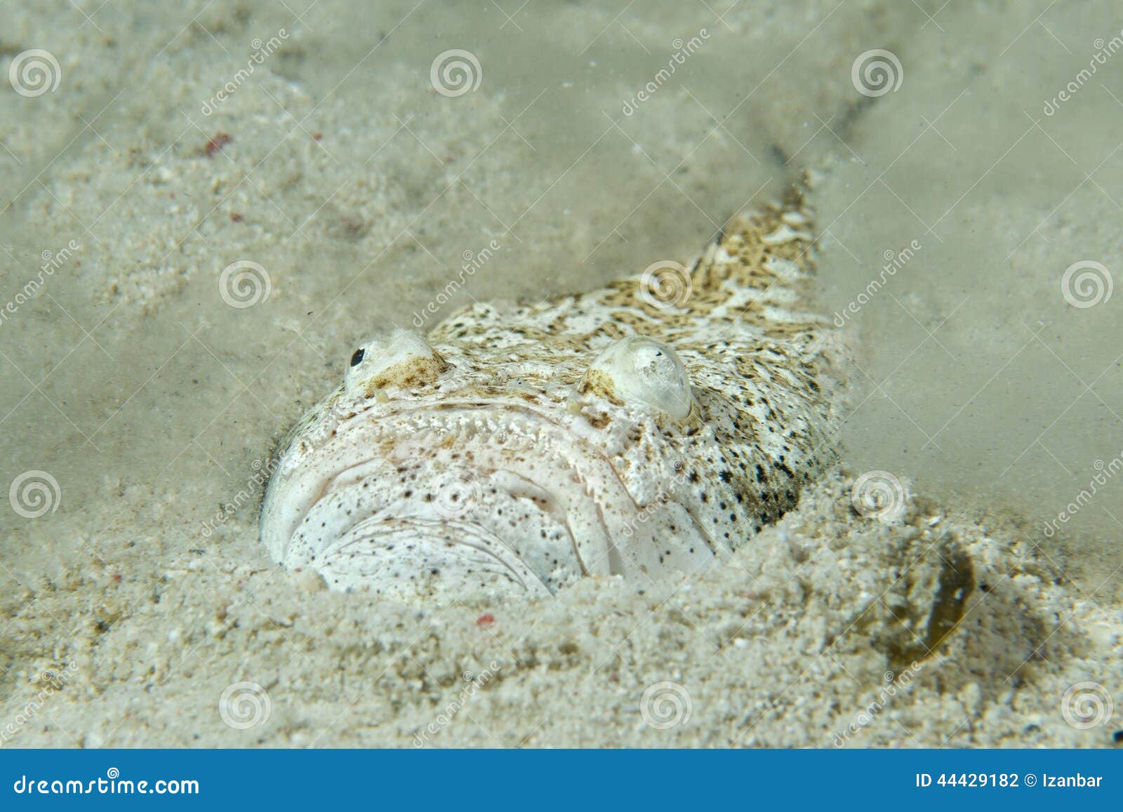 Stargazer Priest Fish while Hiding in Sand in Philippines Stock Photo ...