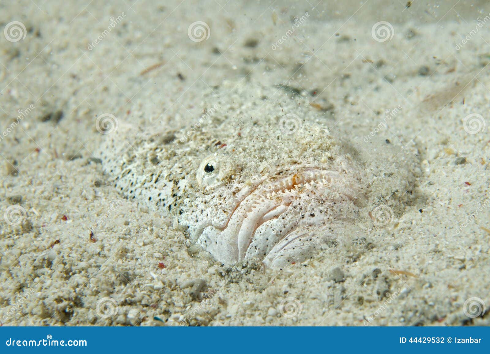 Stargazer Priest Fish while Hiding in Sand in Philippines Stock Photo ...