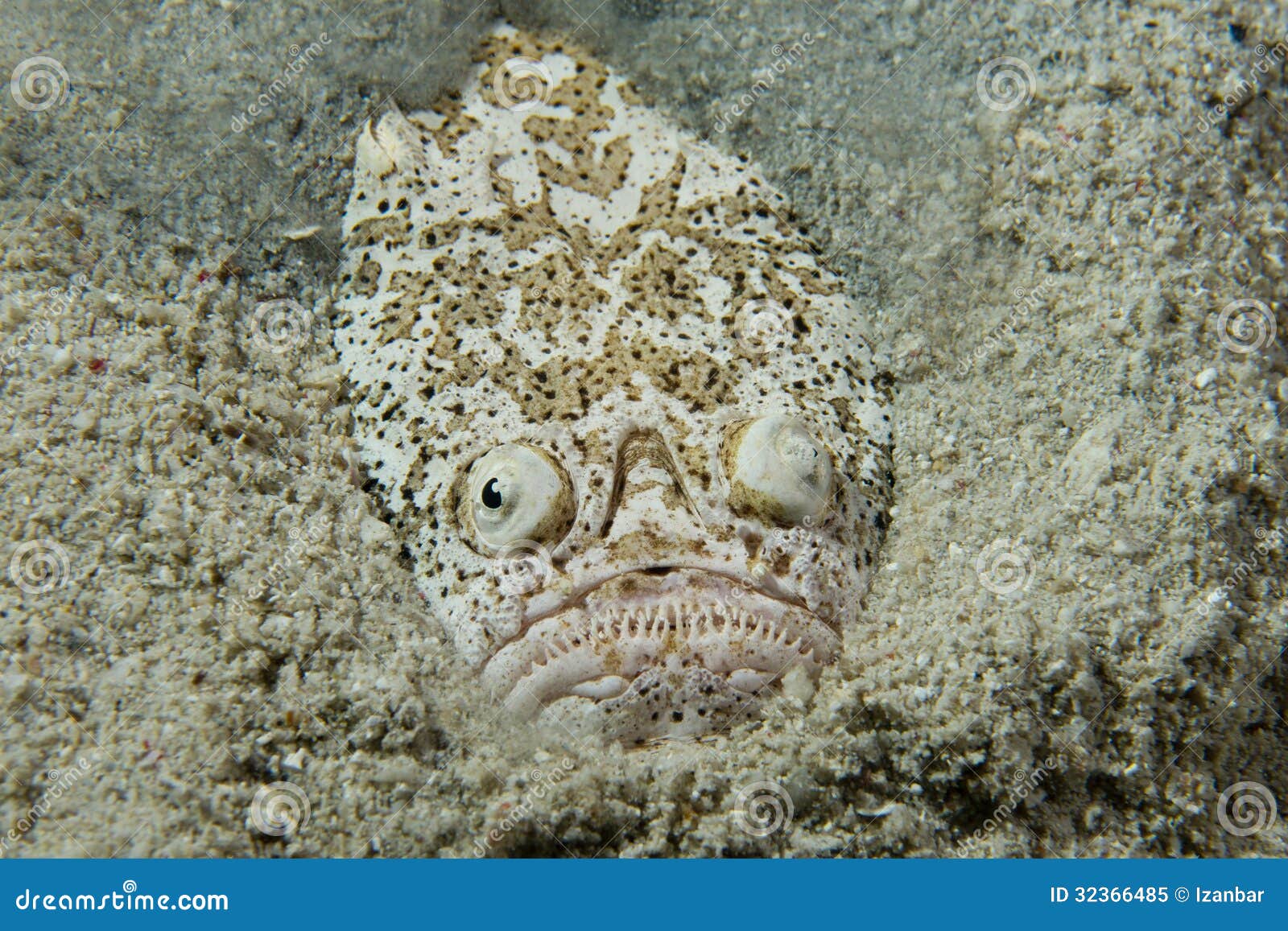 Stargazer Priest Fish Portrait Stock Image - Image of ocean, night ...