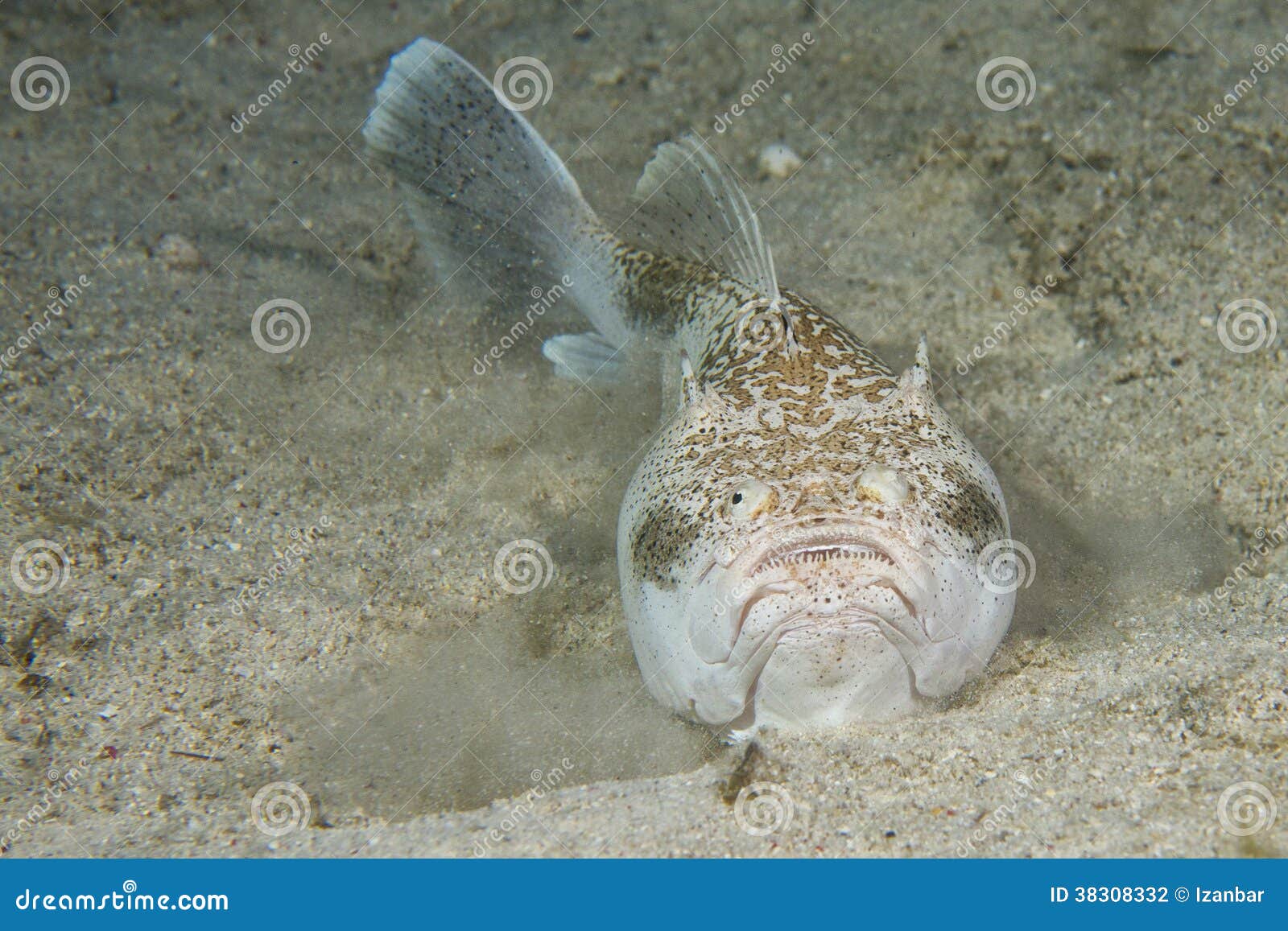Stargazer Fish