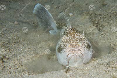 Stargazer Priest Scorpion Fish Stock Photo - Image of fish, wildlife ...
