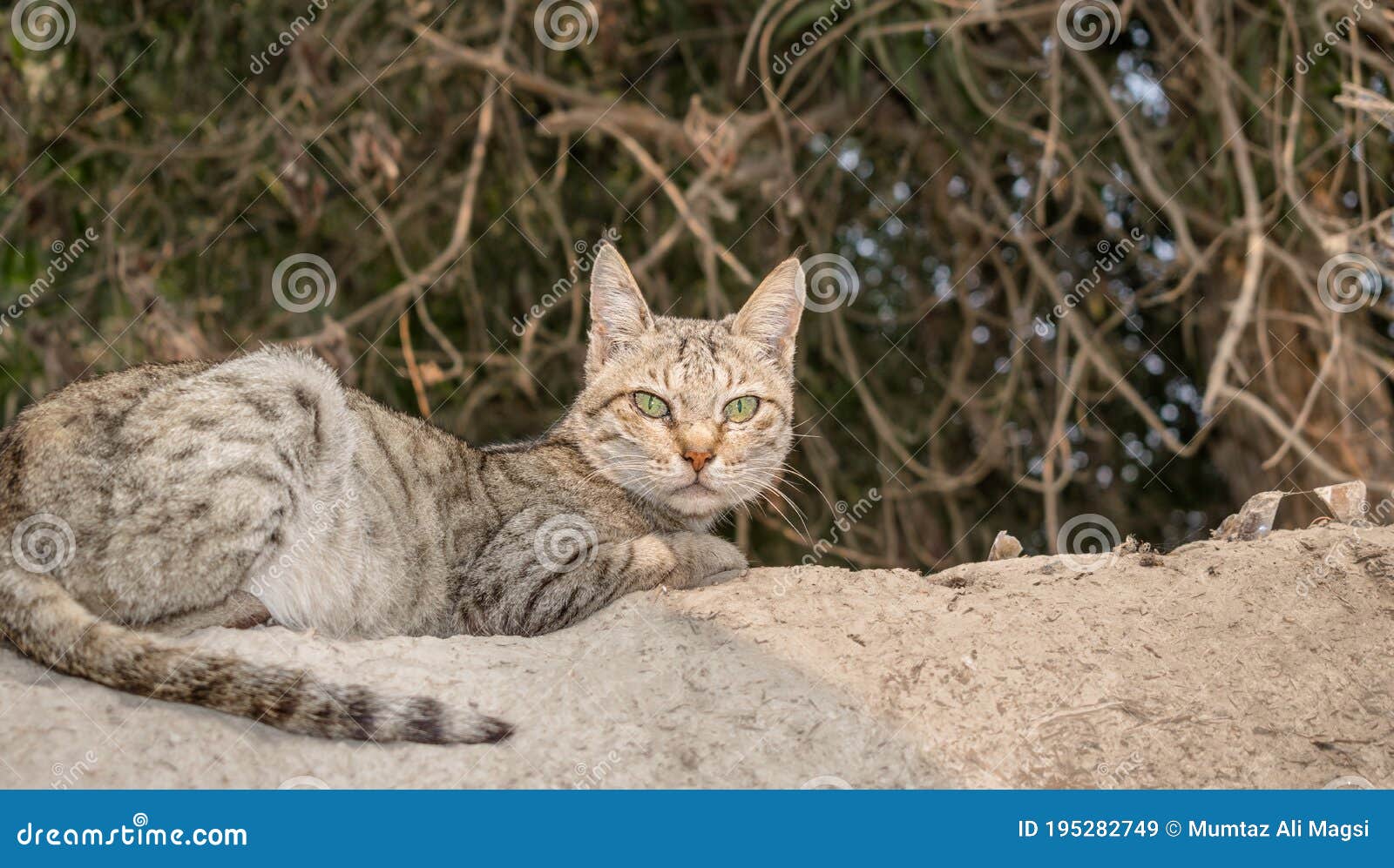 Staring and Angry Cat Sitting on a Wall Stock Image - Image of kitty ...