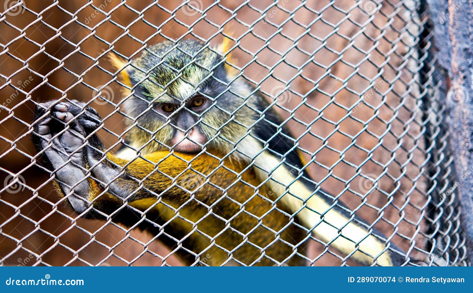 Staring Behind the Cage stock photo. Image of fence - 289070074