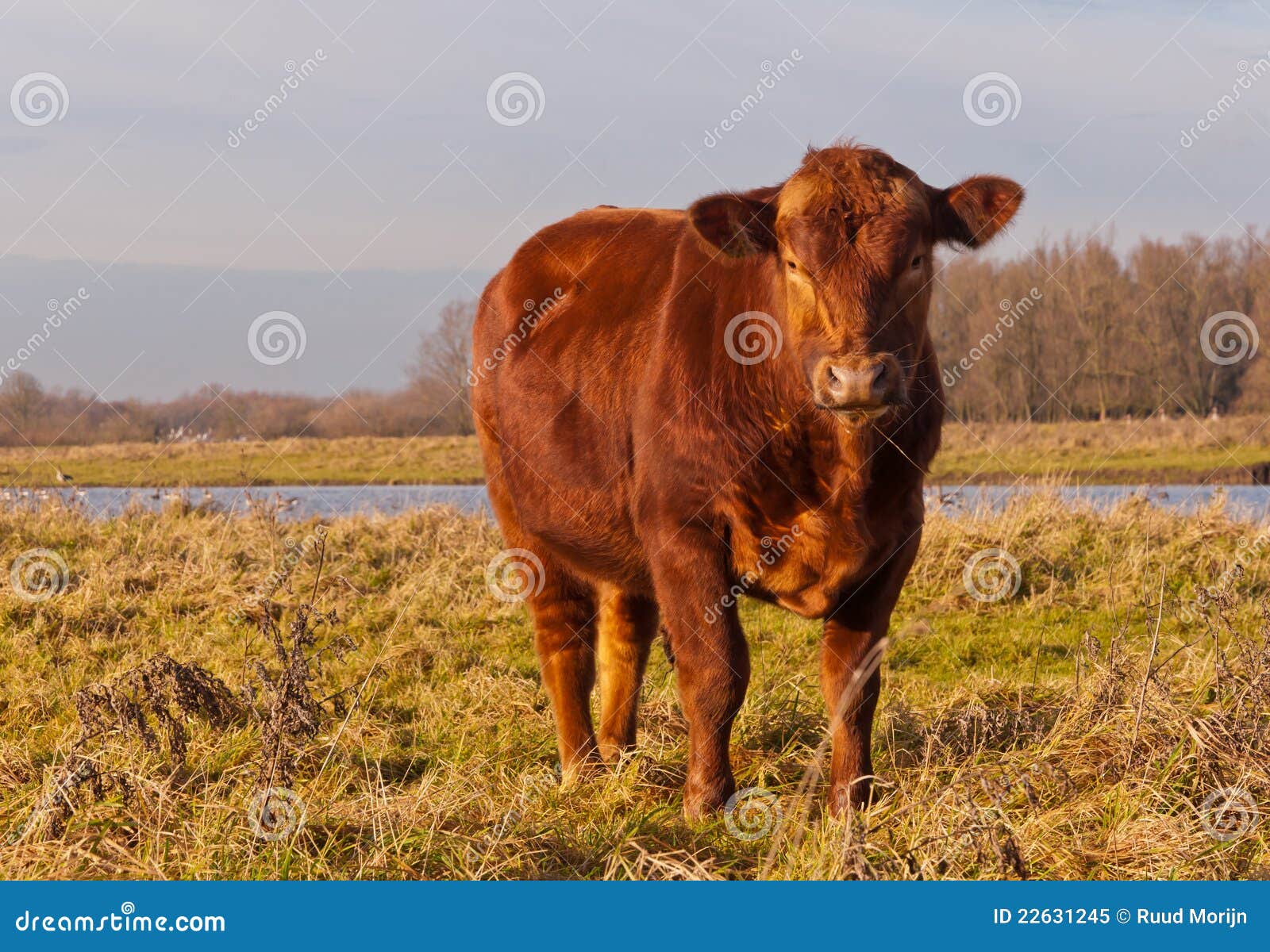 Staring Brown Galloway Bull Stock Image - Image of fauna, grass: 22631245