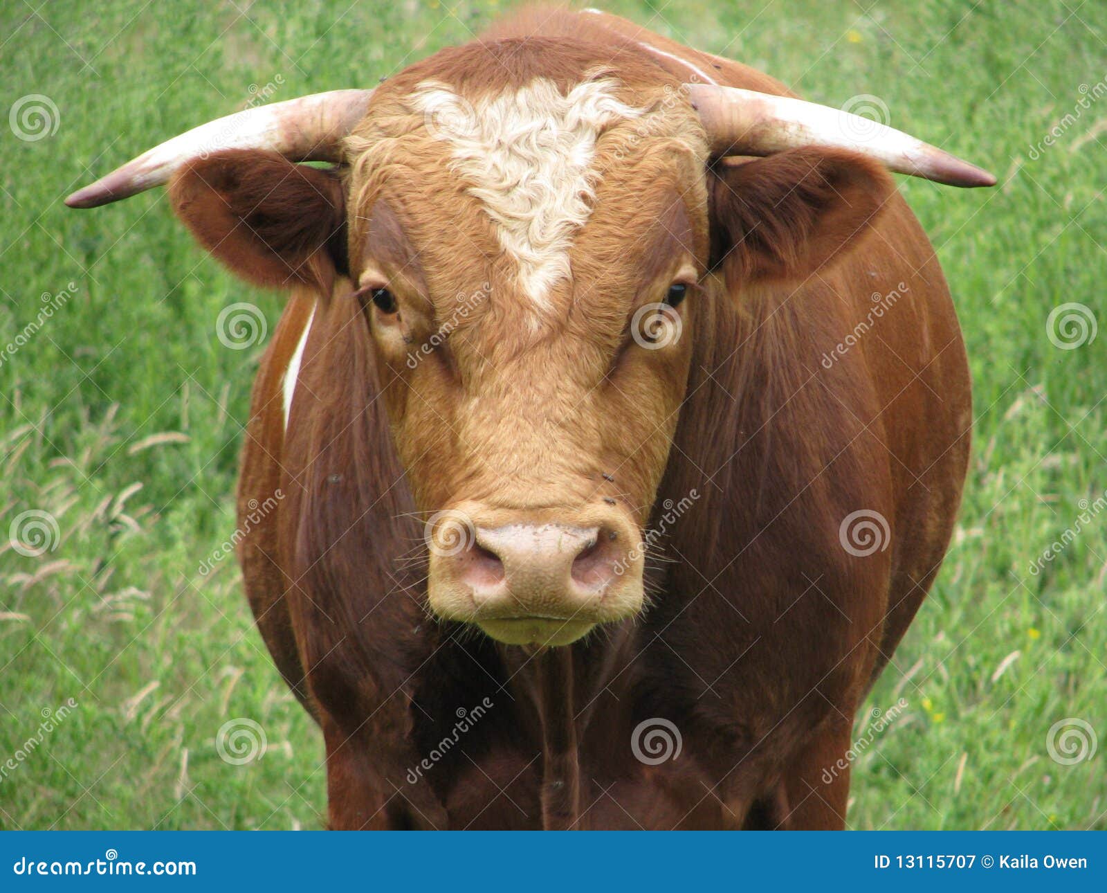 Staring Bull stock image. Image of steer, horns, brown - 13115707