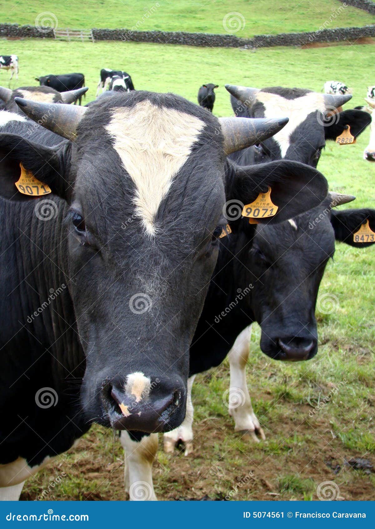 Staring bulls stock image. Image of clouds, green, animal - 5074561