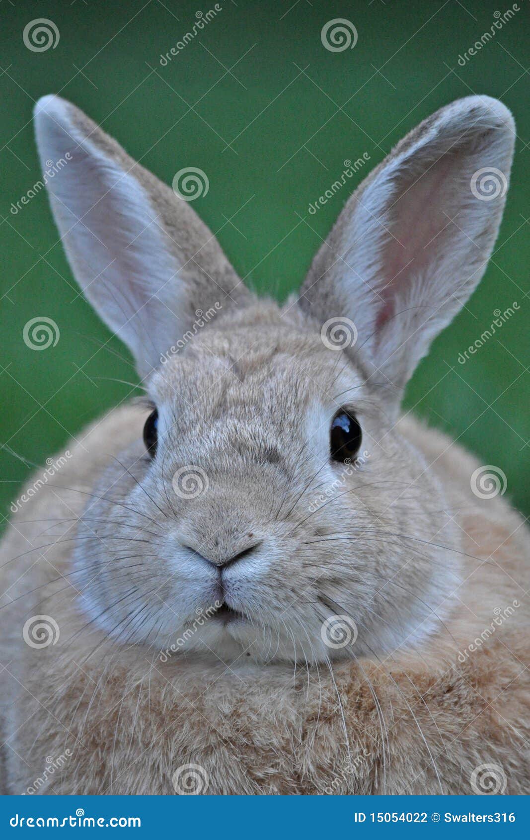 Staring bunny stock photo. Image of mammel, nose, rabbit - 15054022