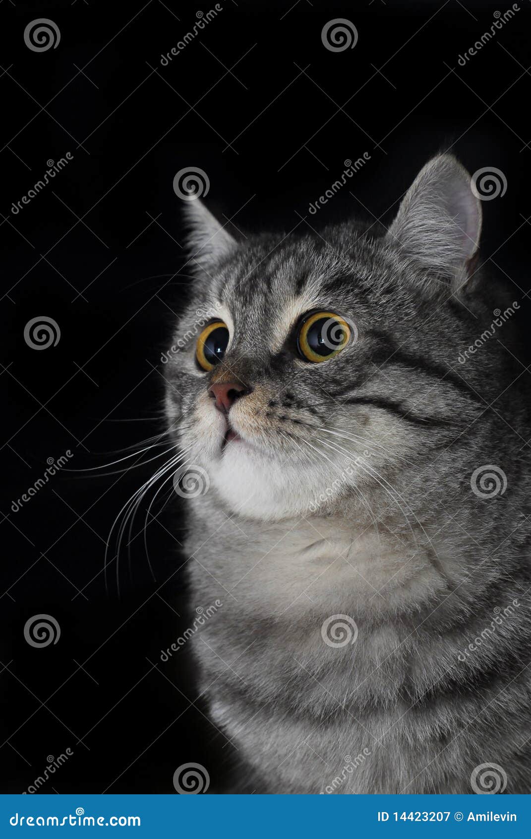 Staring cat stock image. Image of pupil, pupils, wise - 14423207