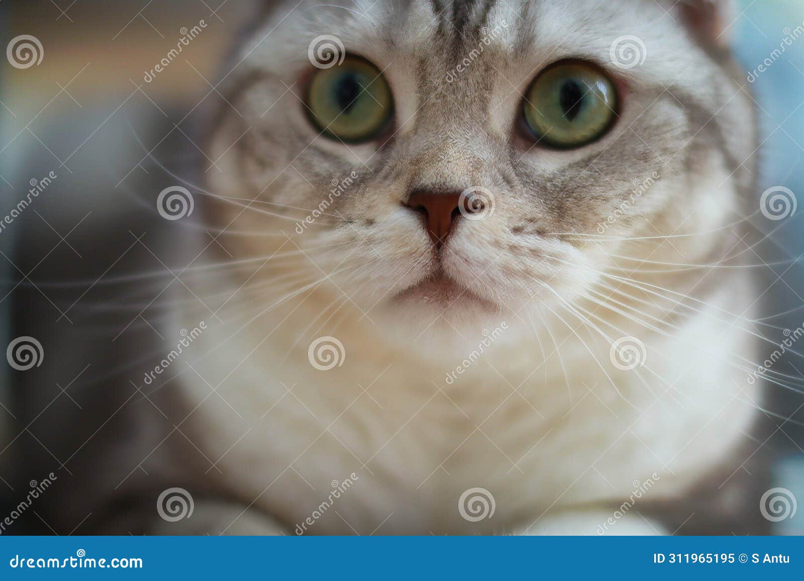 Staring at cats stock image. Image of wildcat, mammal - 311965195