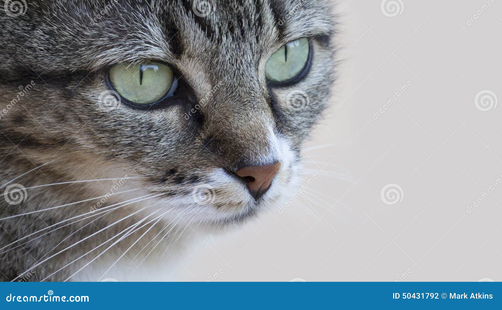 Staring Cat stock photo. Image of furry, closeup, aggressive - 50431792