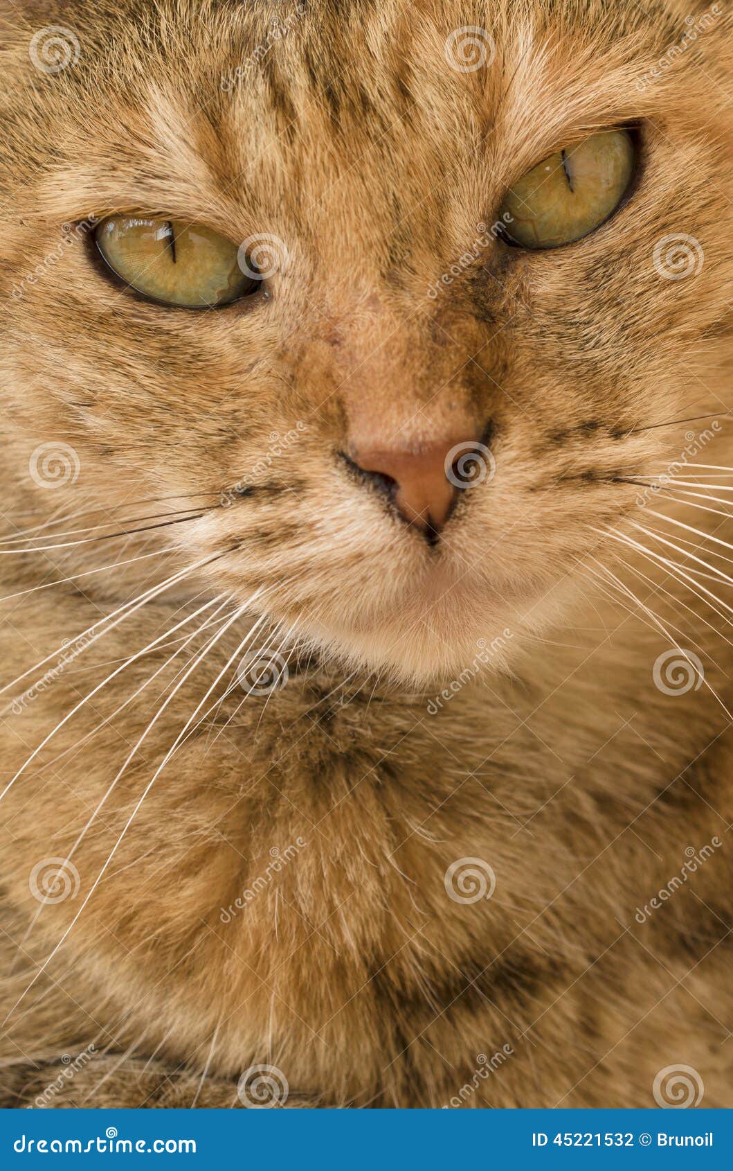 Staring Cat stock photo. Image of kitty, furry, companion - 45221532