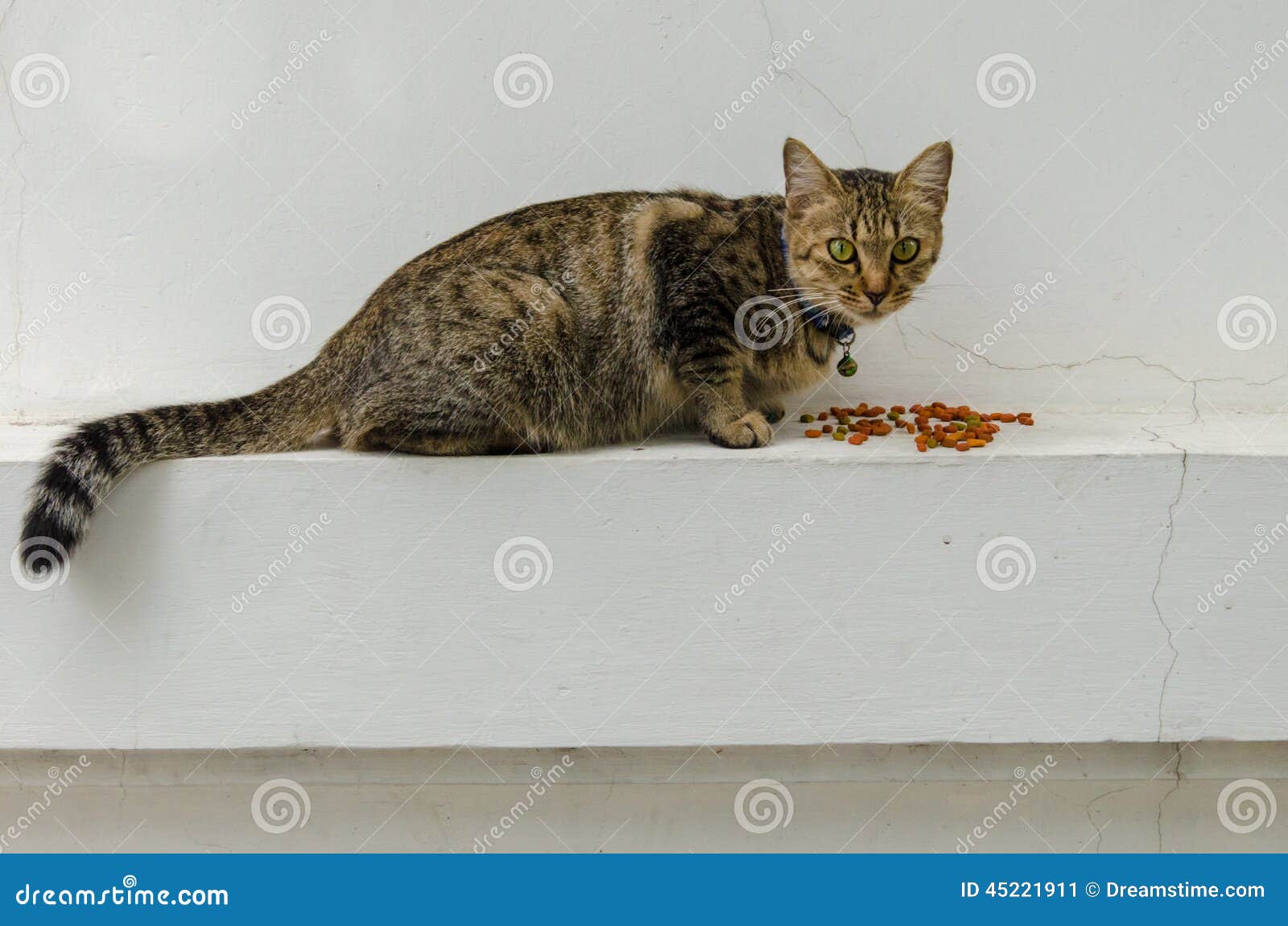 Staring cat stock image. Image of tiger, long, food, tail - 45221911