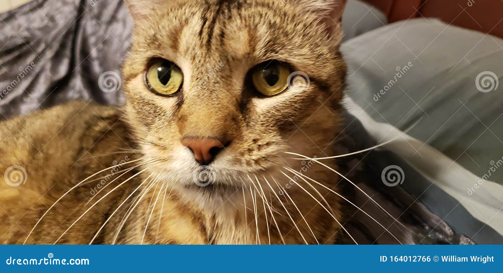 Staring cat stock photo. Image of kitten, animal, staring - 164012766