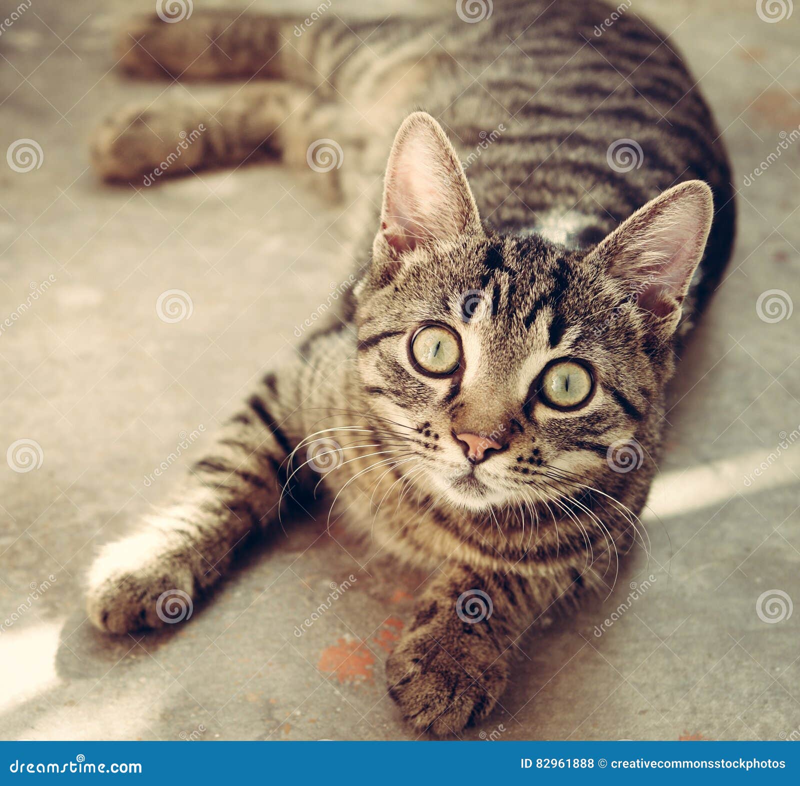 Staring Cat Picture. Image: 82961888